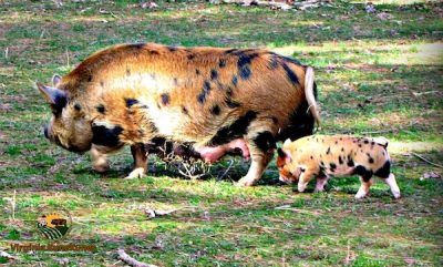 KuneKune Pigs: A Hardy Homestead Breed - Countryside
